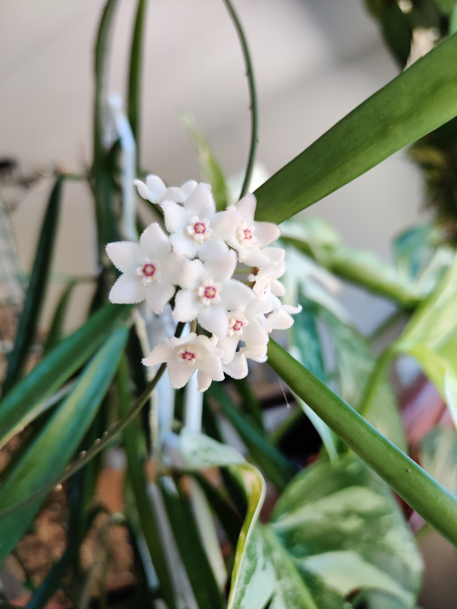 Hoya shepherdii » Grontofs