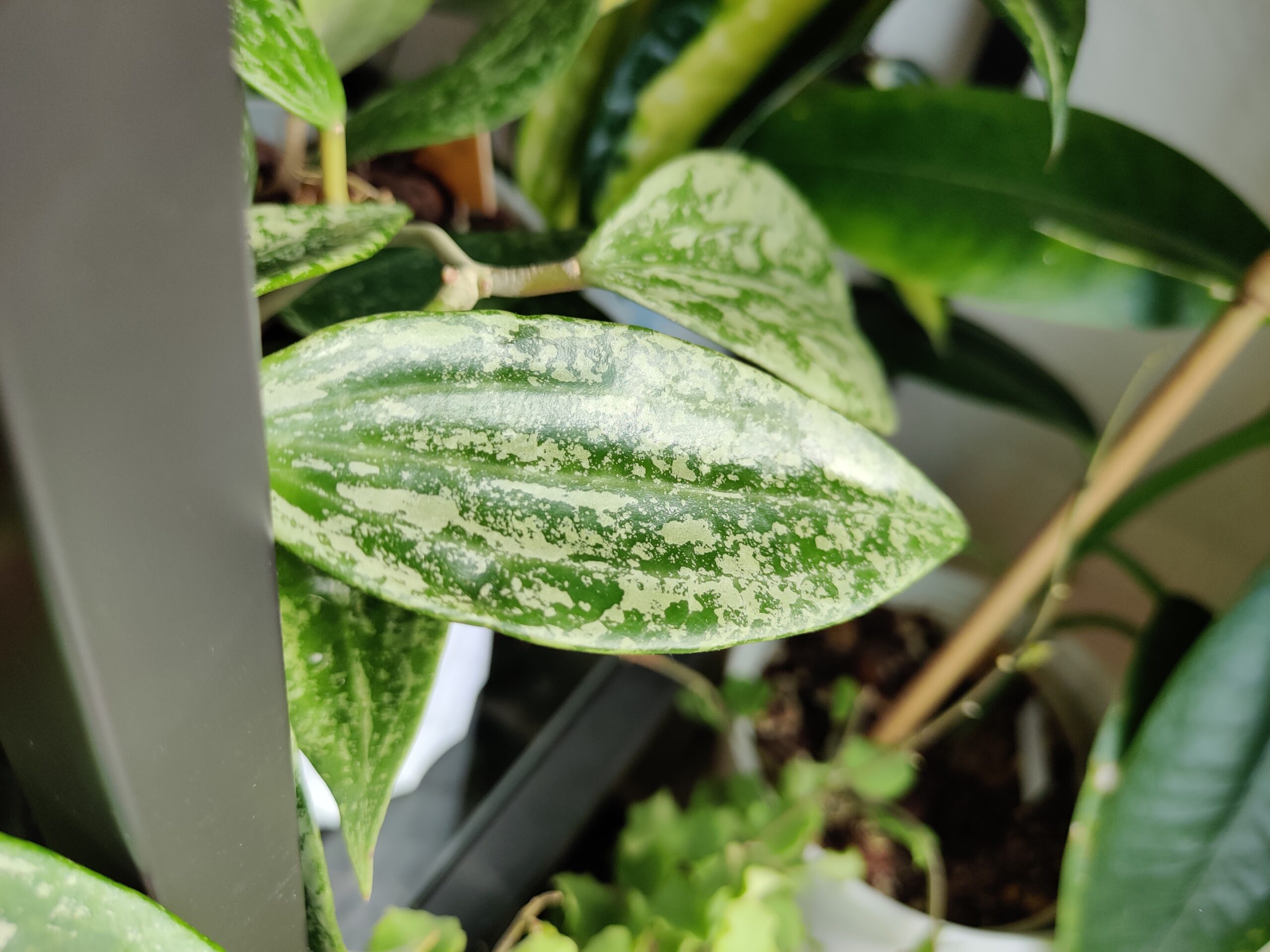 Hoya ‘Rangsan’ » Grontofs