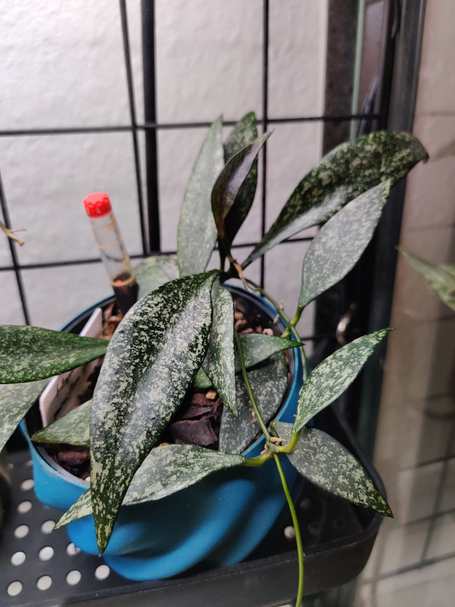 Hoya parviflora ‘splash’ » Grontofs