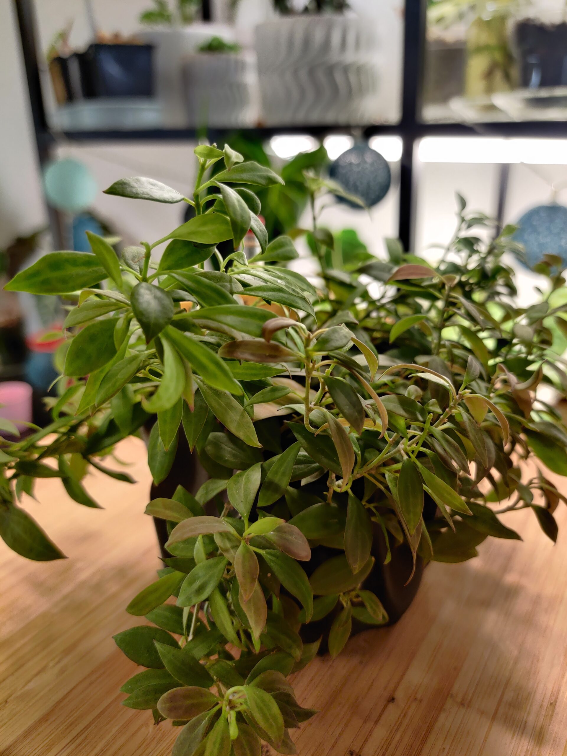 Hoya ns12-323 ‘Microdwarf’ » Grontofs