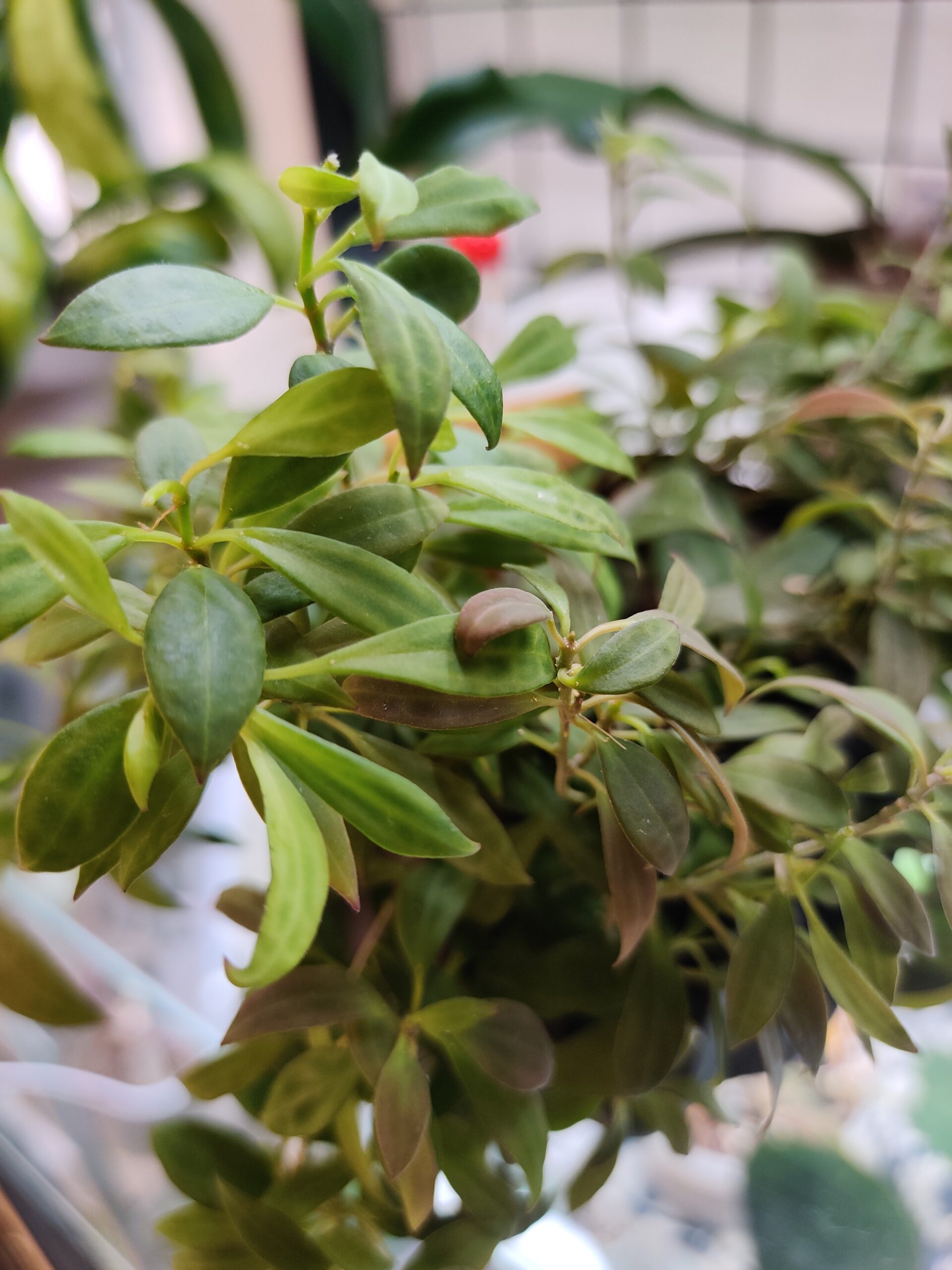 Hoya ns12-323 ‘Microdwarf’ » Grontofs